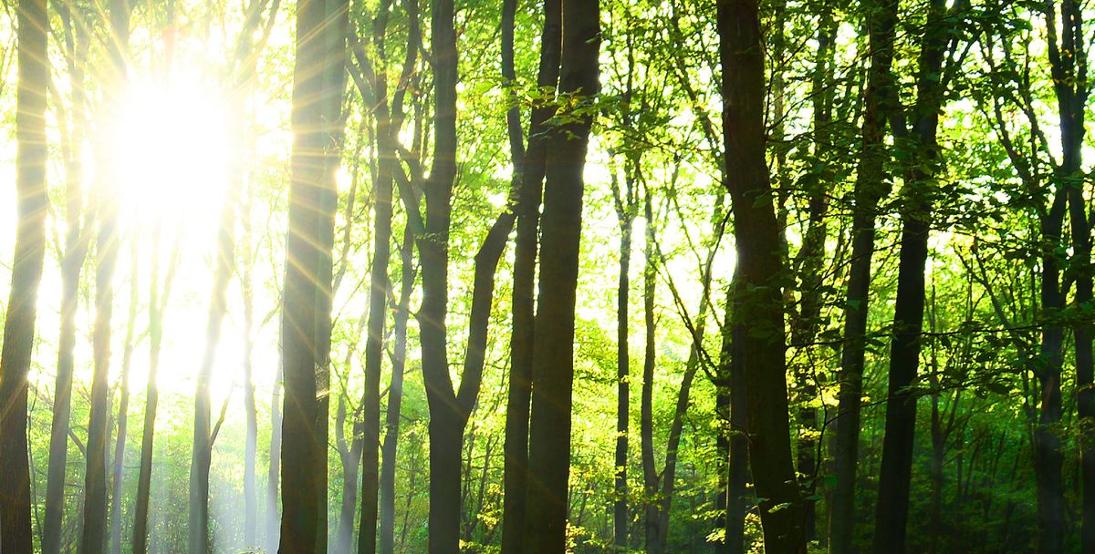 Giornata Dell'Ambiente: cos'è e come aiutare l'ambiente da casa